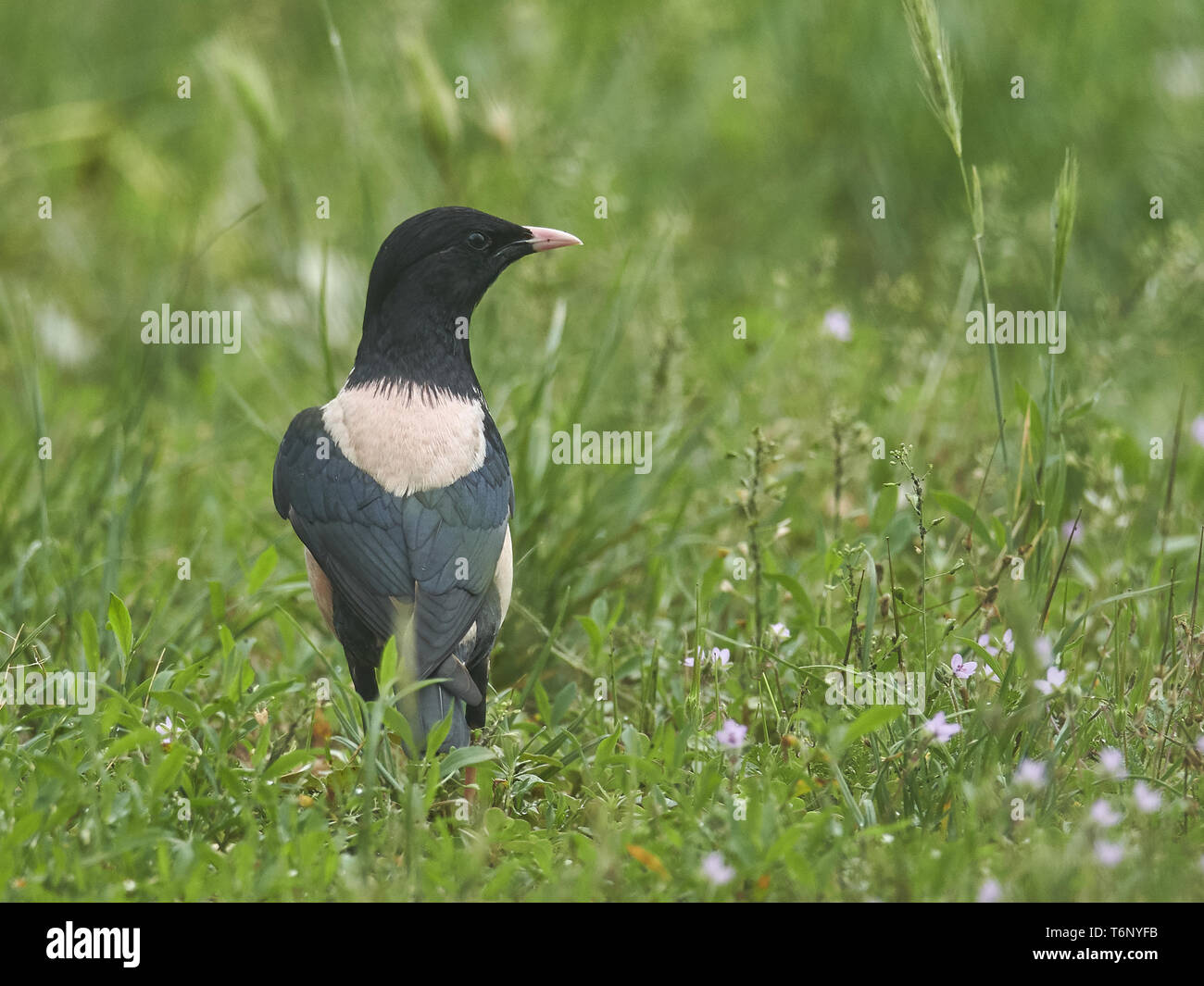 Rosy starling, Pastor roseus Stock Photo - Alamy