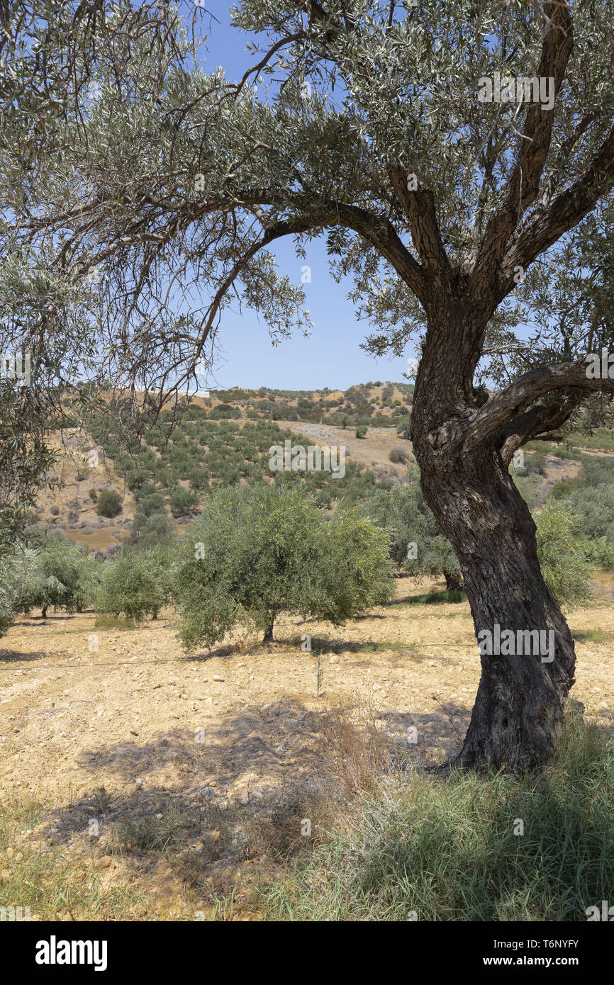Beautiful Crete Landscape, Greece Stock Photo - Alamy