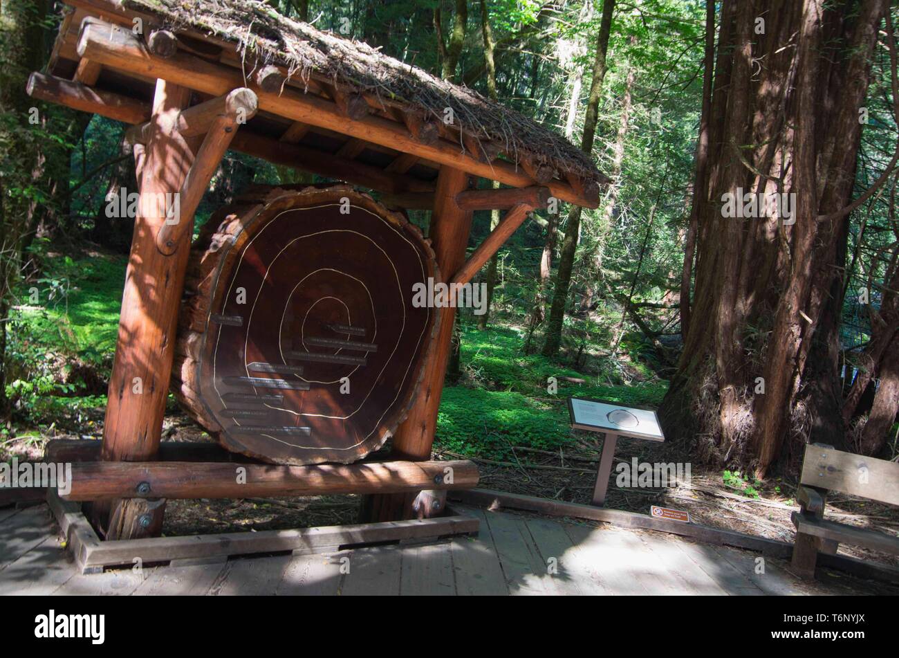 Redwood tree rings hi-res stock photography and images - Alamy