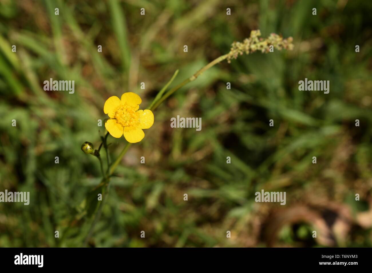 Flower of year 1999 hi-res stock photography and images - Alamy