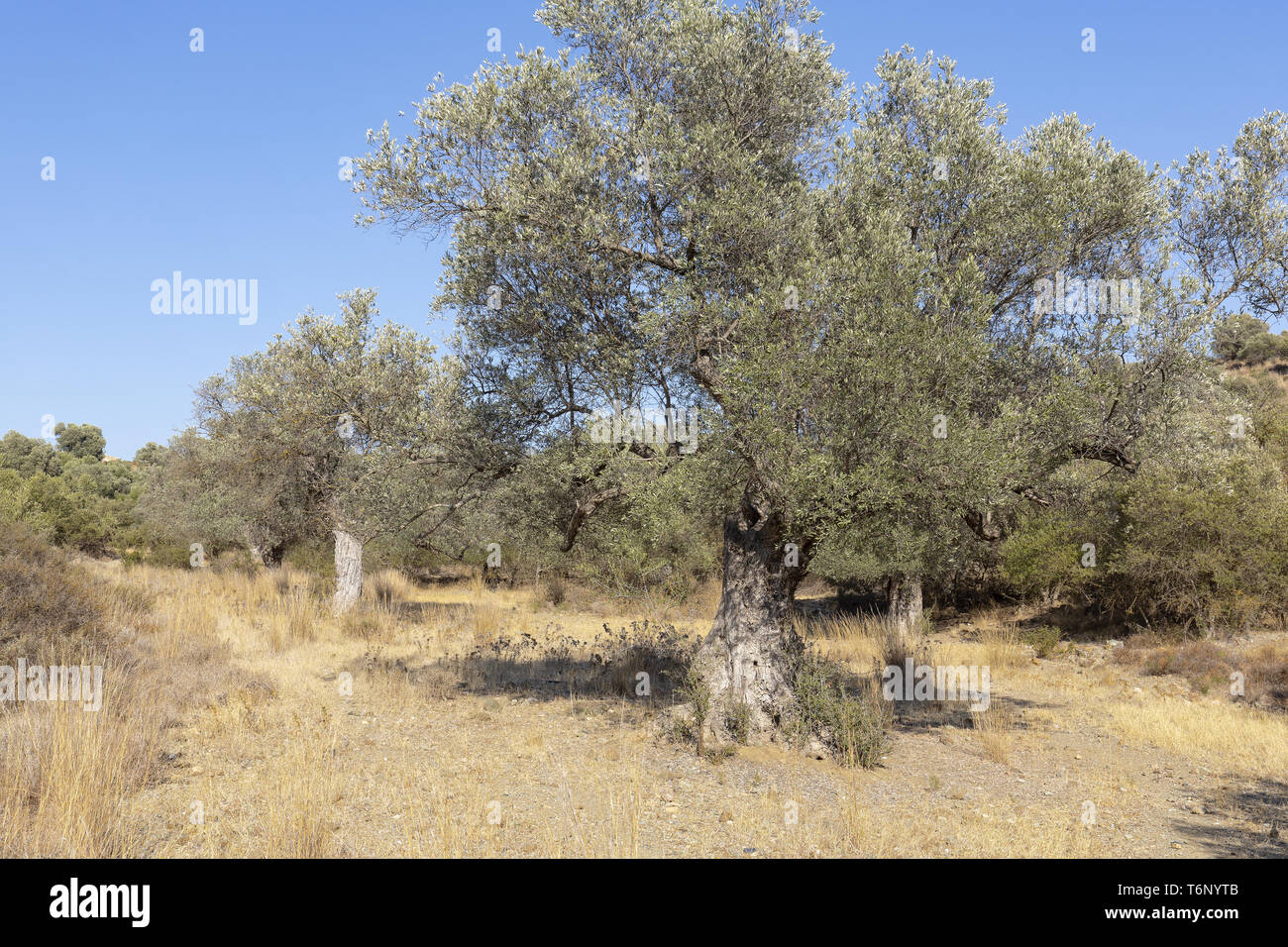 Beautiful Crete Landscape, Greece Stock Photo - Alamy