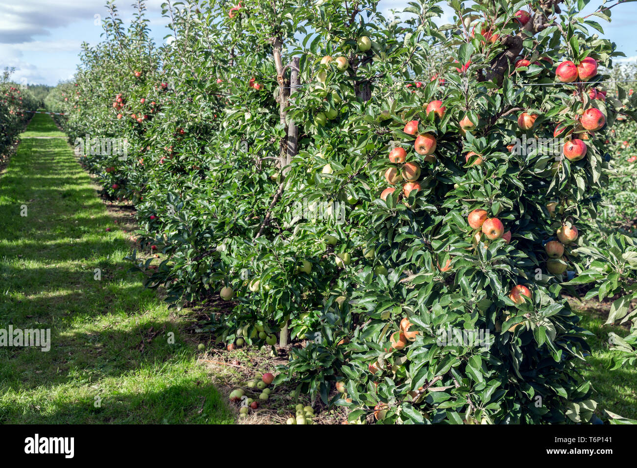 Dutch orchard with maturing apples Stock Photo - Alamy