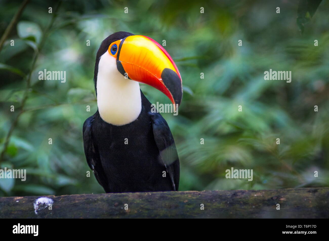 Tucano-toco bird Ramphastos toco close up portrait isolated in the wild ...