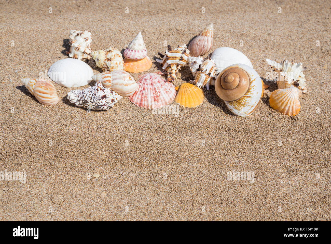 variety of a seashells on a sandy beach in summer Stock Photo - Alamy