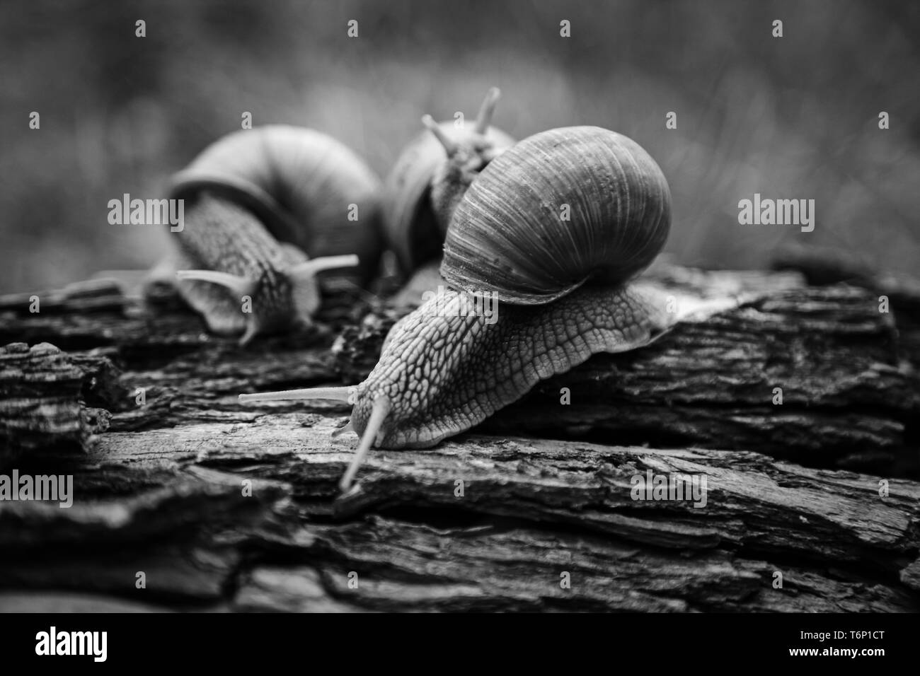 Slime snail without shell hi-res stock photography and images - Alamy