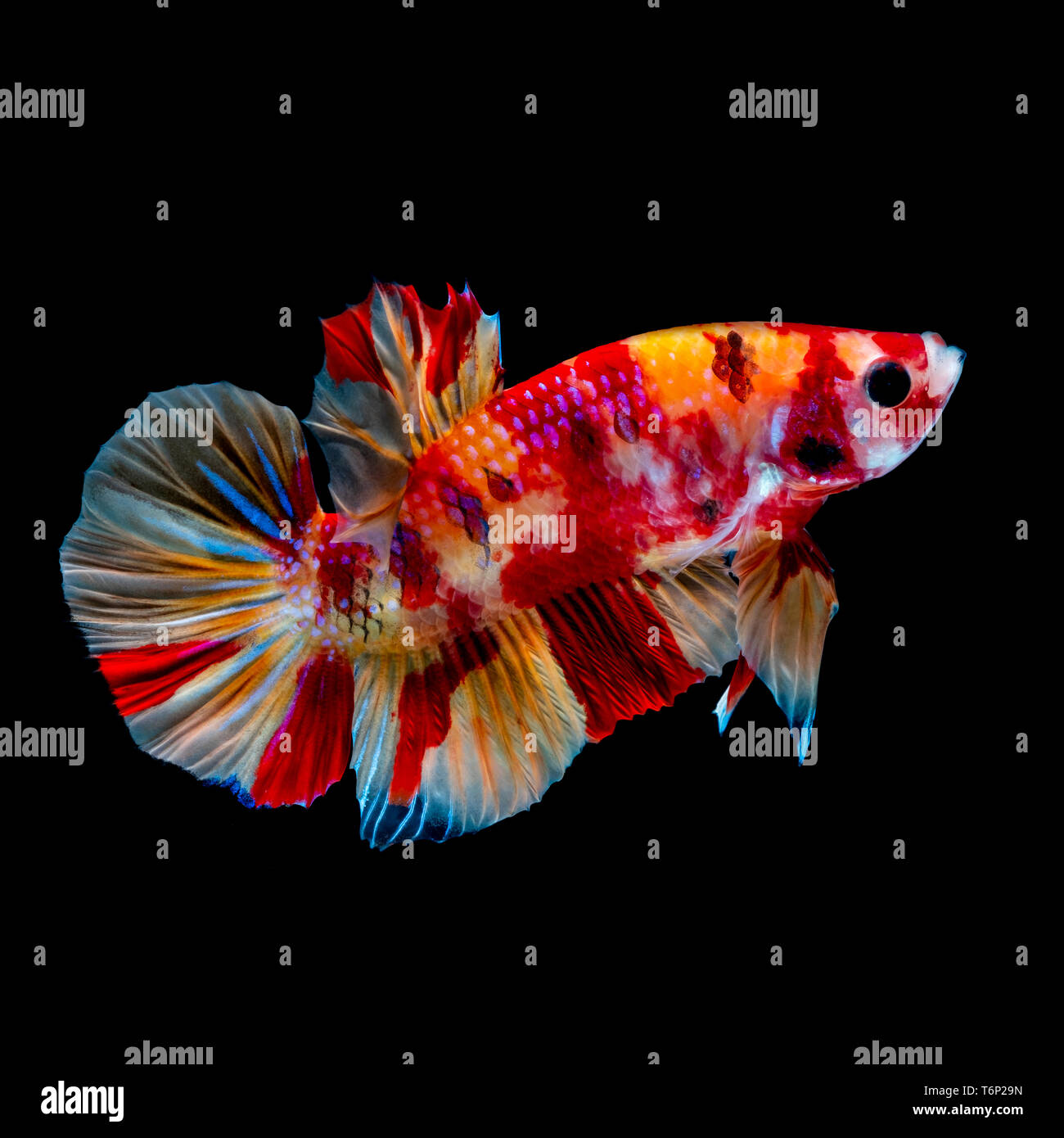 Betta fish Fight in the aquarium black blackground Stock Photo - Alamy