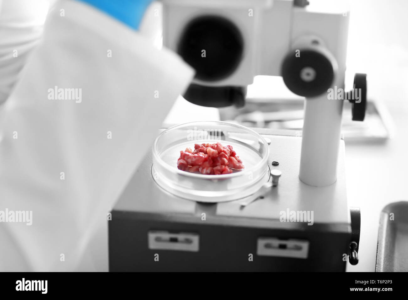Scientist using microscope for examining meat sample in laboratory ...