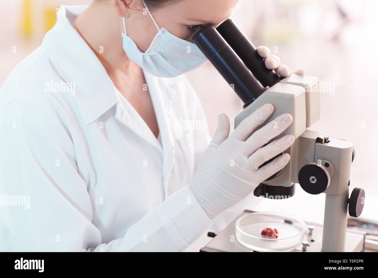 Scientist using microscope for examining meat sample in laboratory ...