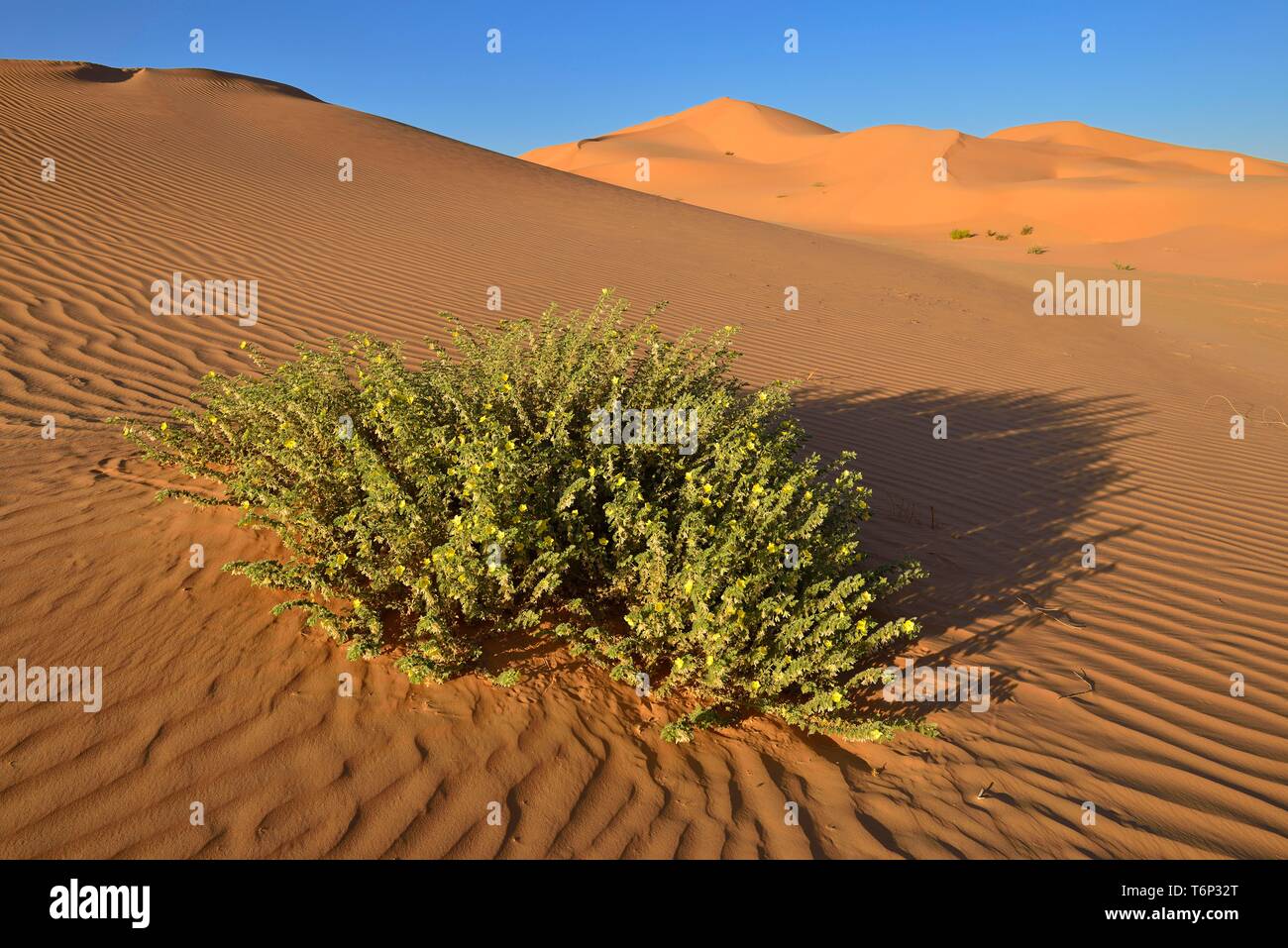 Rub Al Khali Desert