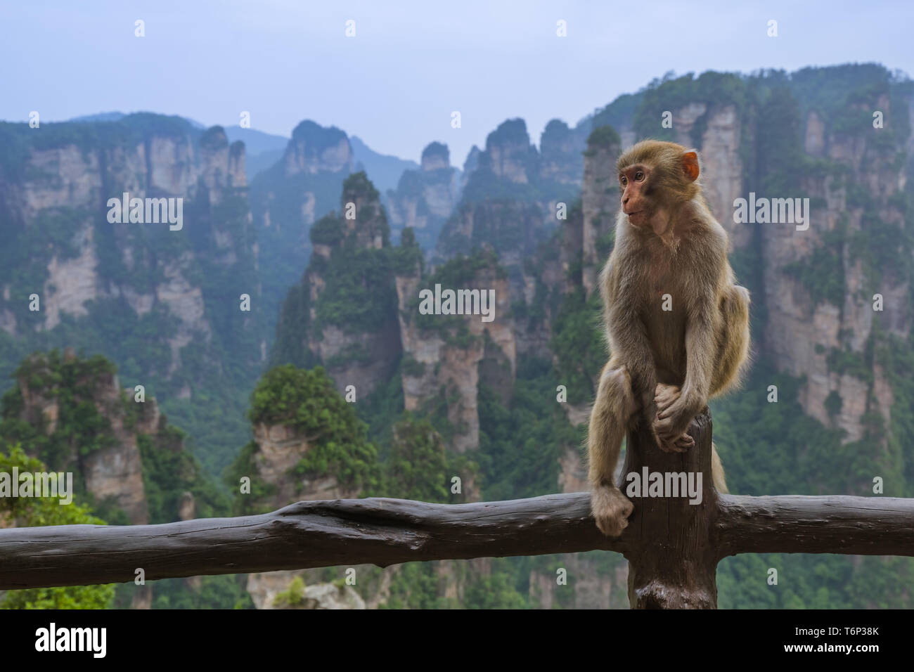 Monkey in Tianzi Avatar mountains nature park - Wulingyuan China Stock ...