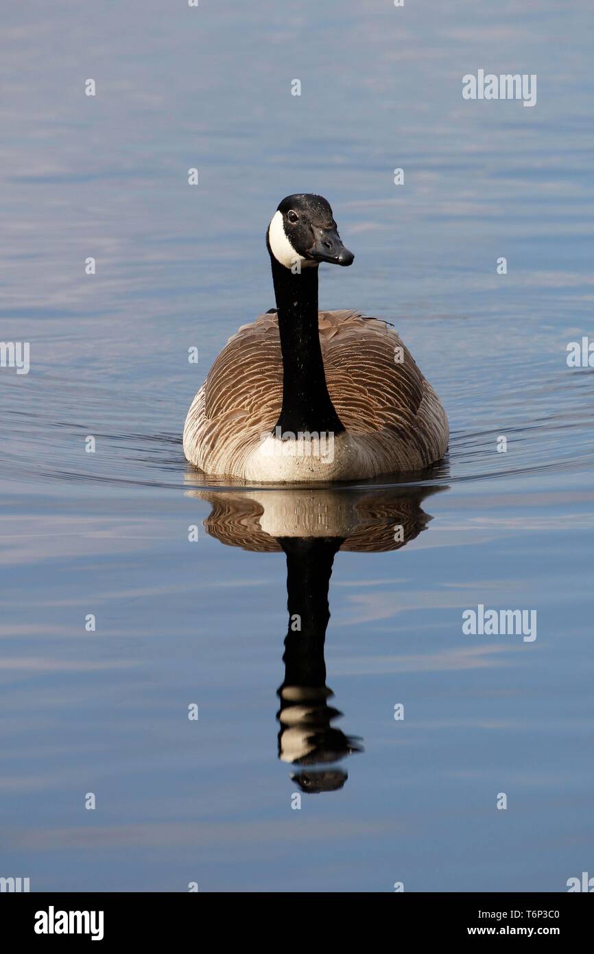 Floating Canada goose (Branta canadensis) reflected in the water ...