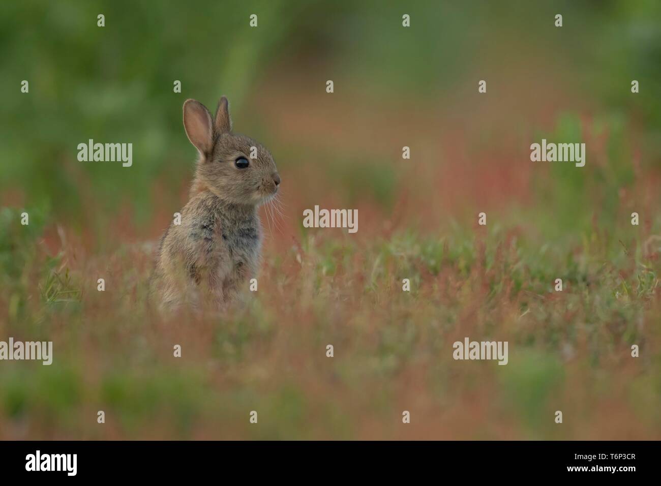 Bunny in grassland hi-res stock photography and images - Alamy