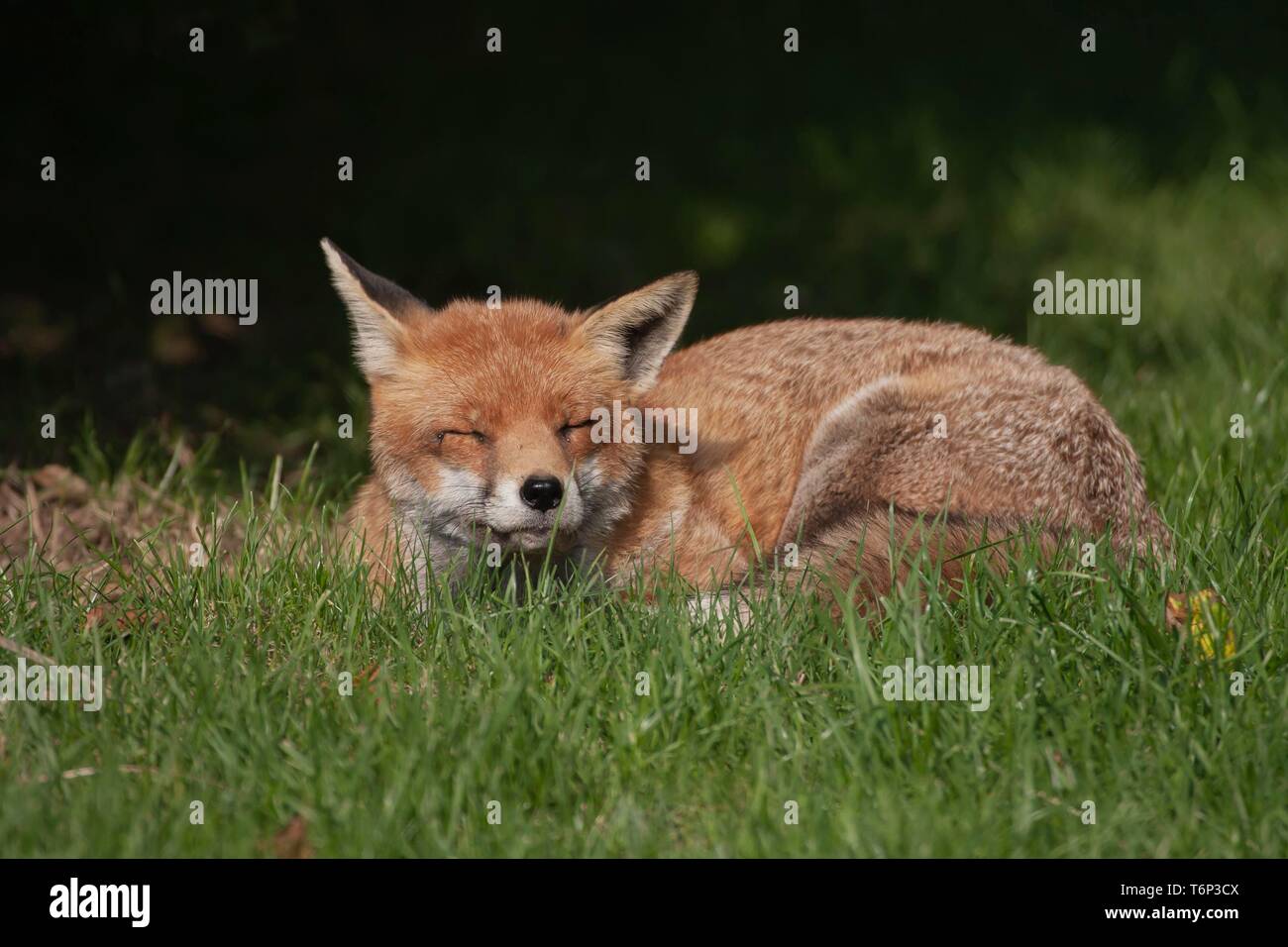 Red fox (Vulpes vulpes) adult animal sleeping, Surrey, England, United ...