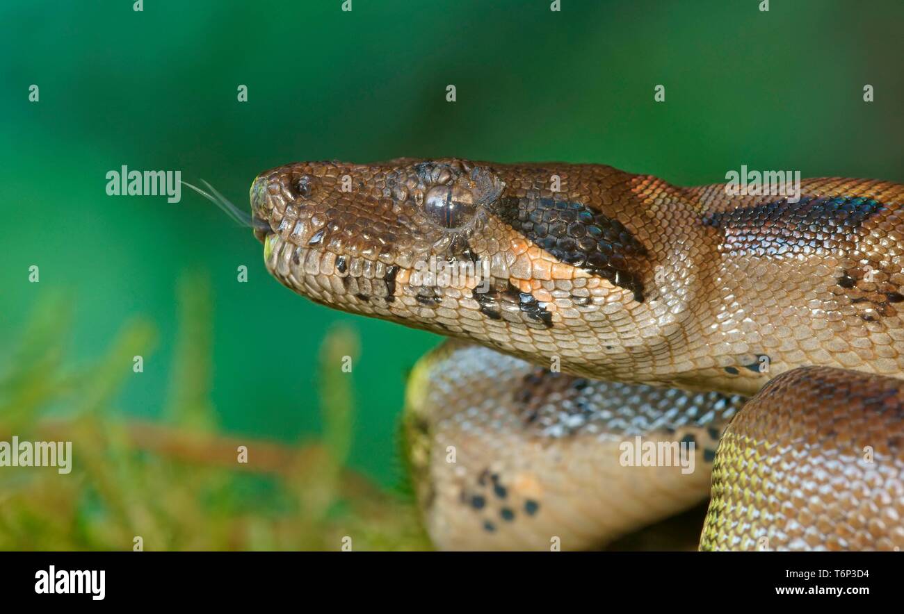 Common Northern Boa (Boa constrictor imperator), animal portrait, Costa ...