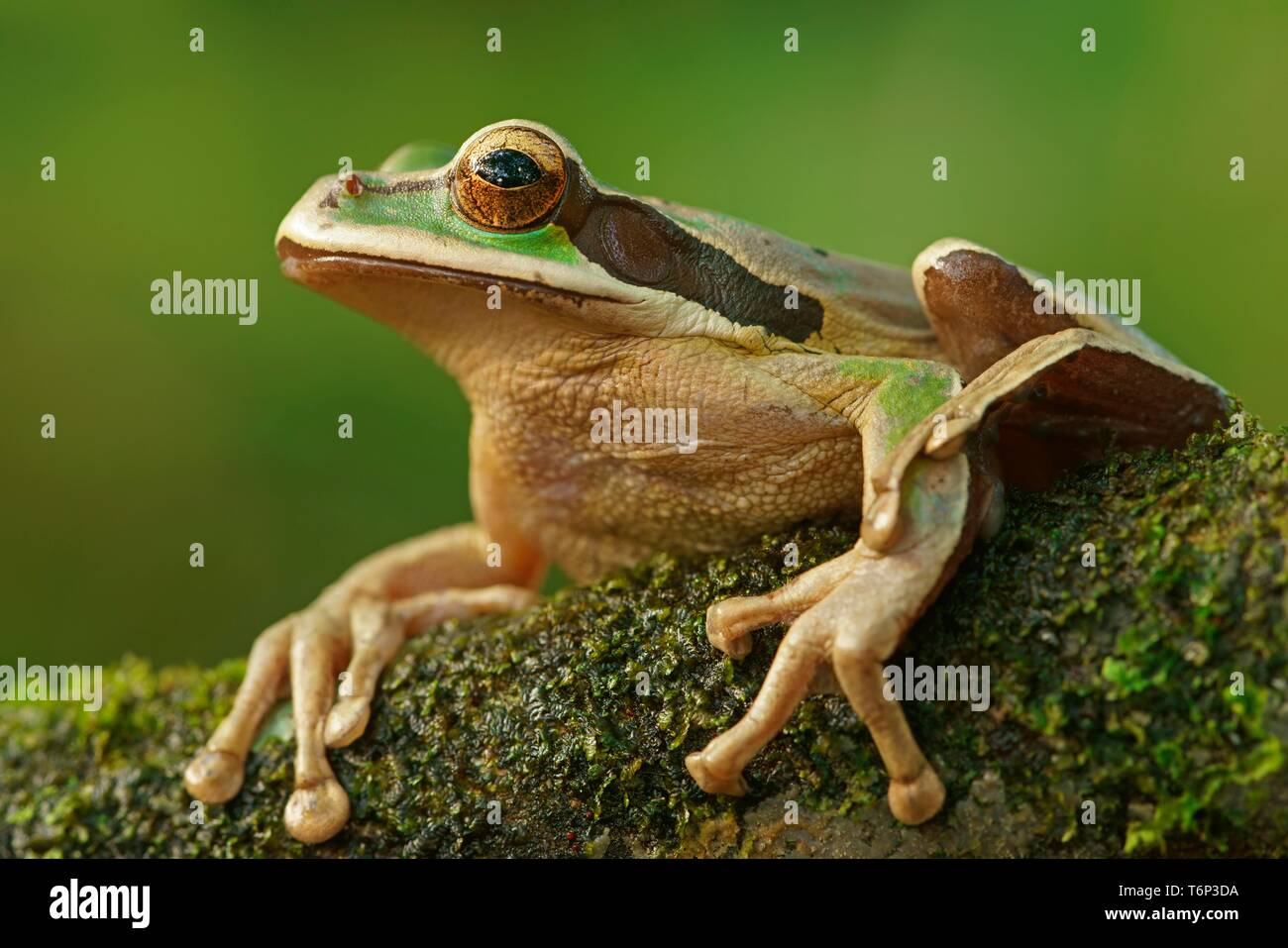Masked Tree Frog (Smilisca phaeota) sits on branch, Costa Rica Stock ...