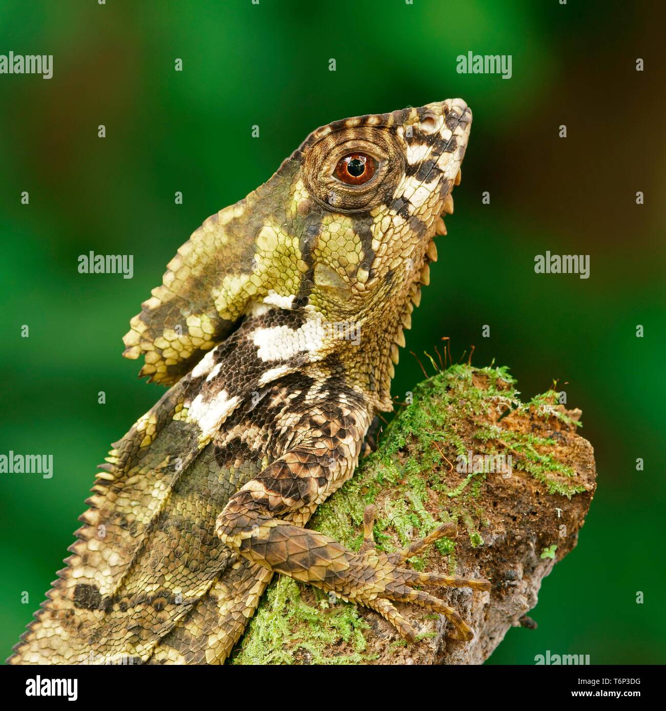 Smooth helmeted iguana (Corytophanes cristatus), Costa Rica Stock Photo ...
