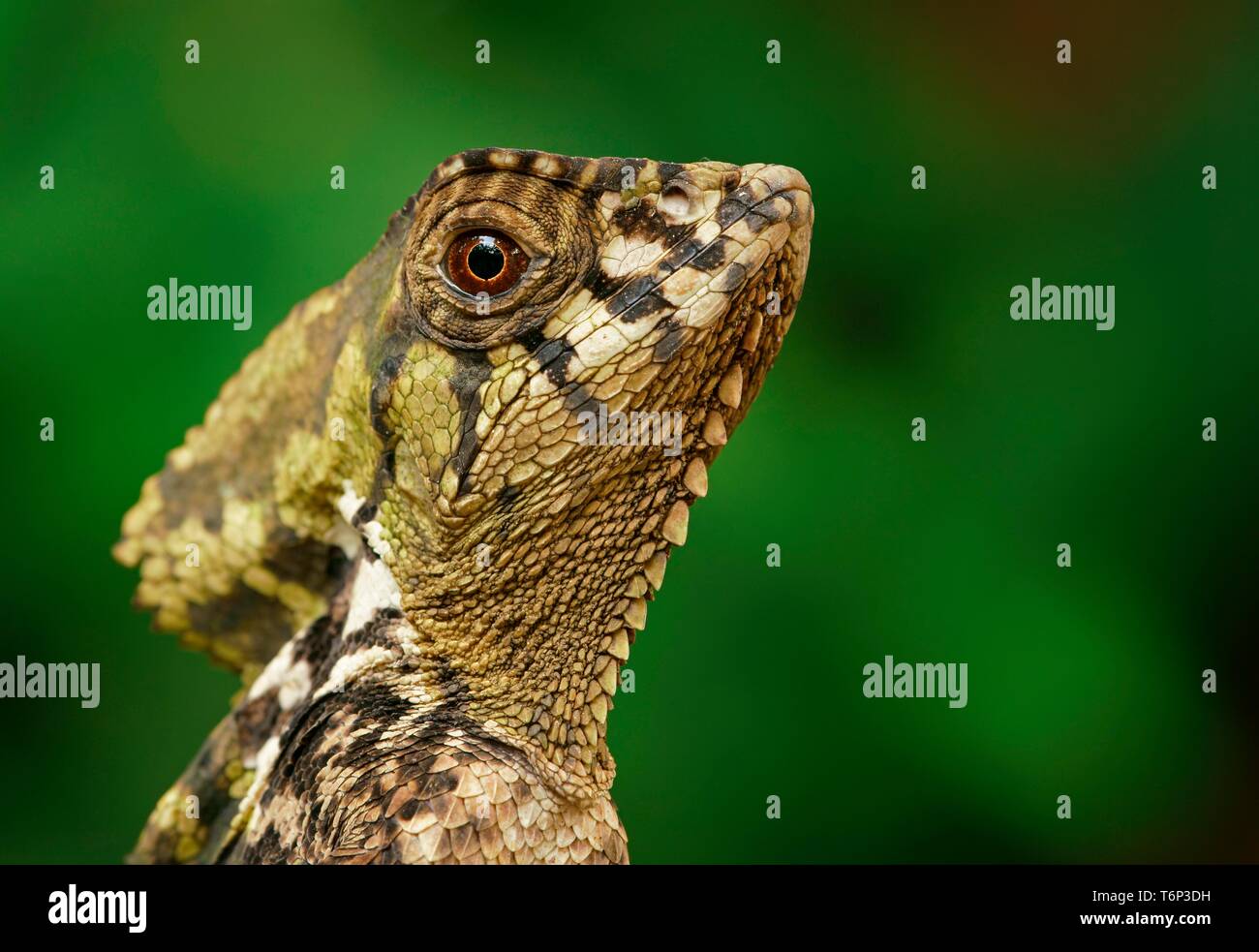 Smooth helmeted iguana (Corytophanes cristatus), animal portrait, Costa ...