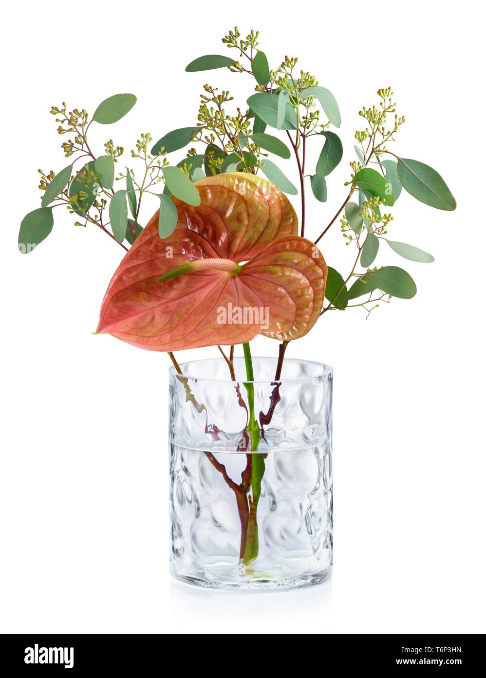 Green eucalyptus branch glass hi-res stock photography and images - Alamy