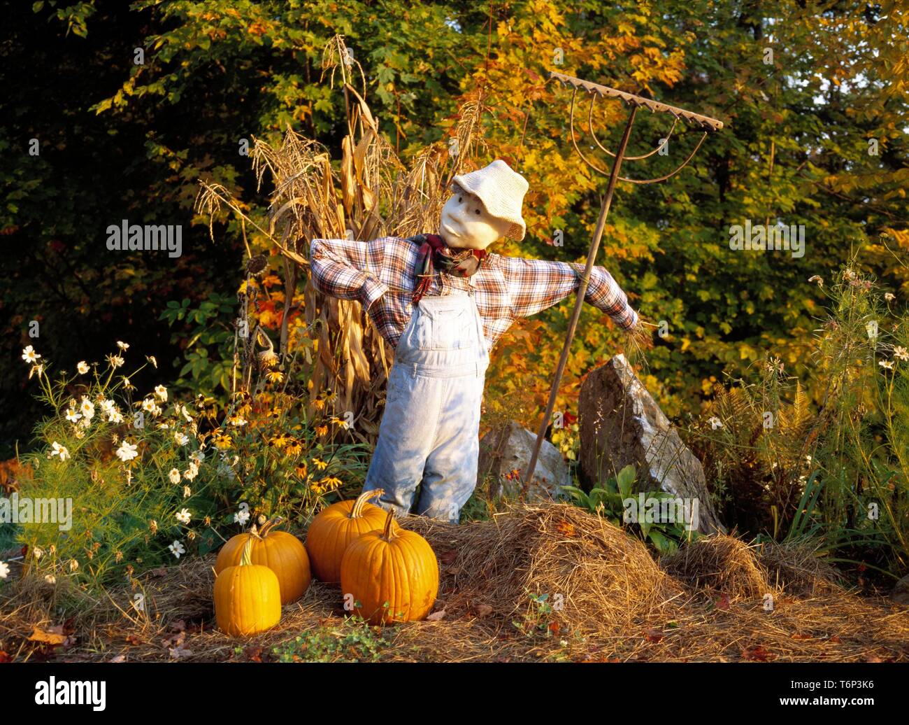 American scarecrow hi-res stock photography and images - Alamy