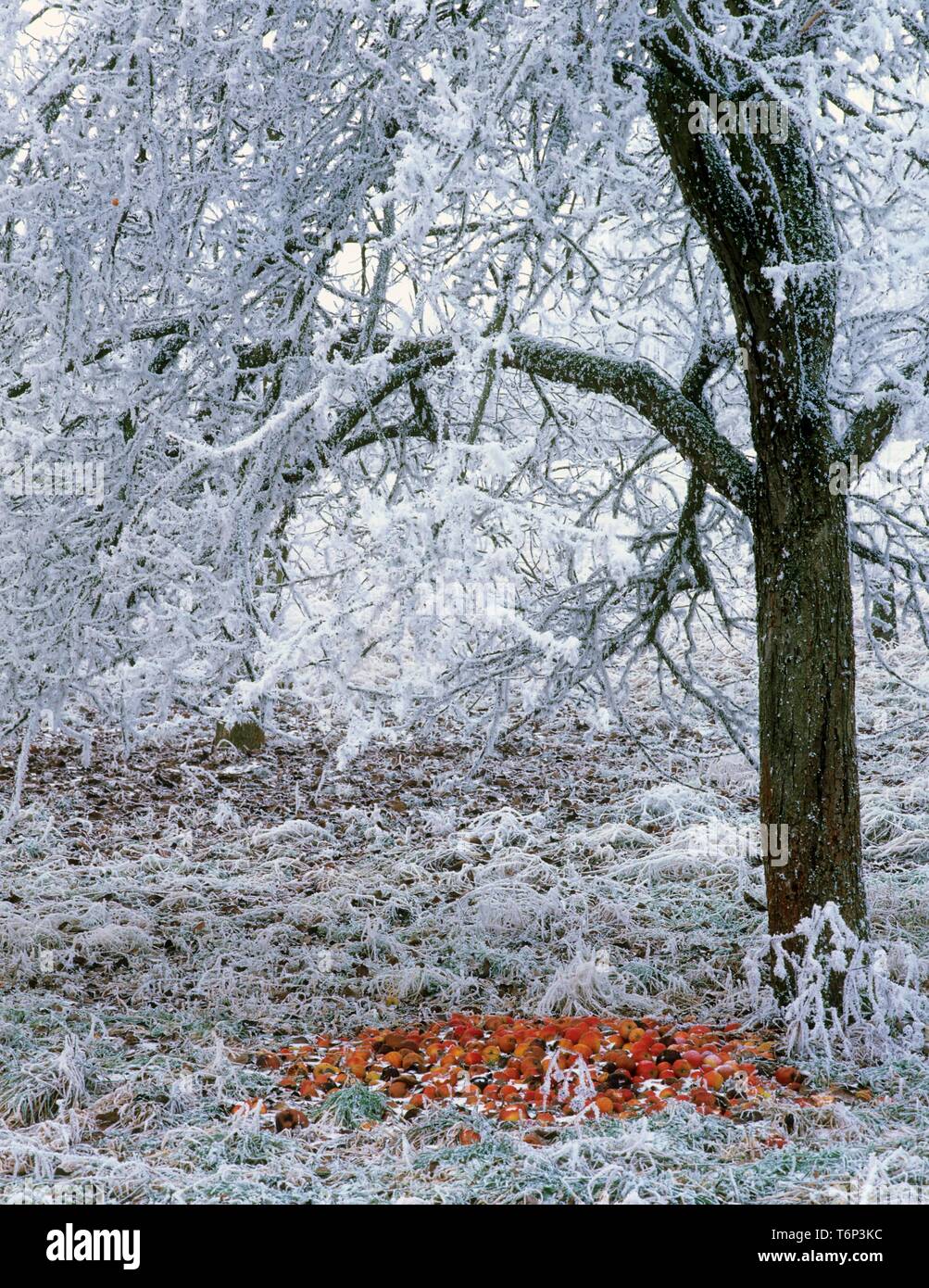 Windfalls hi-res stock photography and images - Alamy
