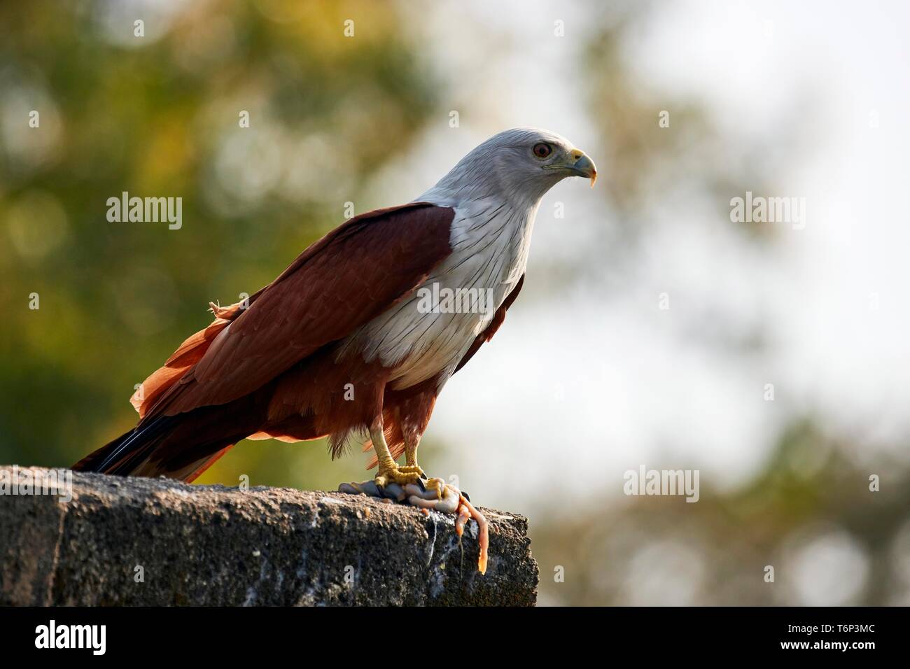 Brahminy Kite (Haliastur indus) with intestines in claws, sitting on ...