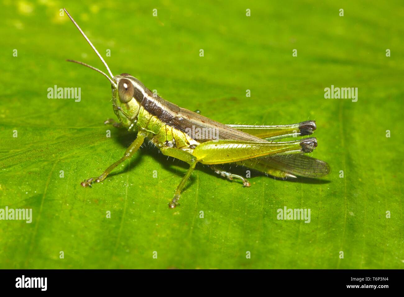 Slant-faced grasshopper (Gomphocerinae) on a green leaf, Mae Hong Son ...