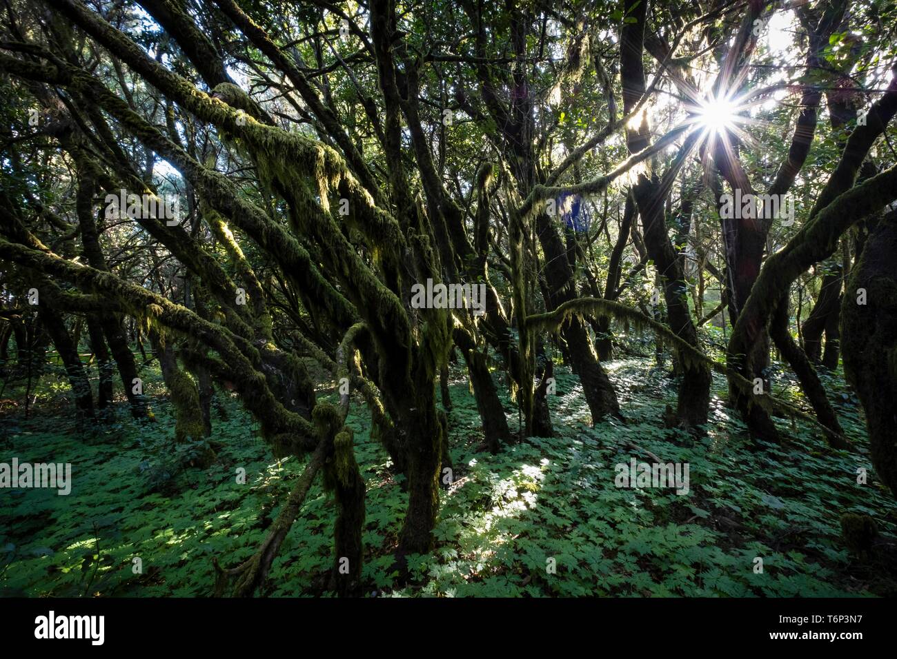 Cloud forest, laurel forest, Garajonay National Park, UNESCO World ...