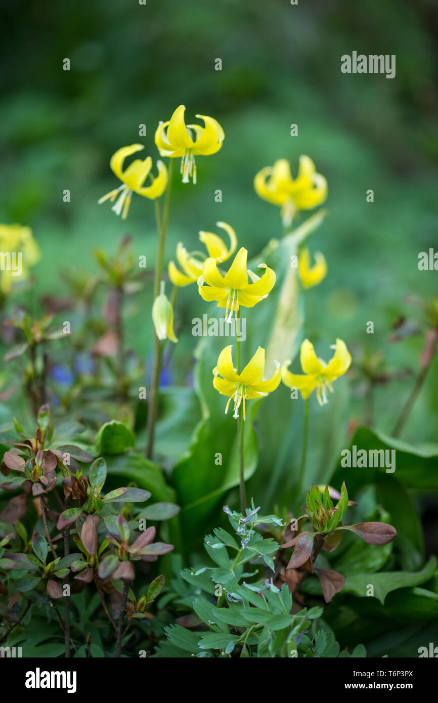 Yellow flowers of erythronium Stock Photo - Alamy