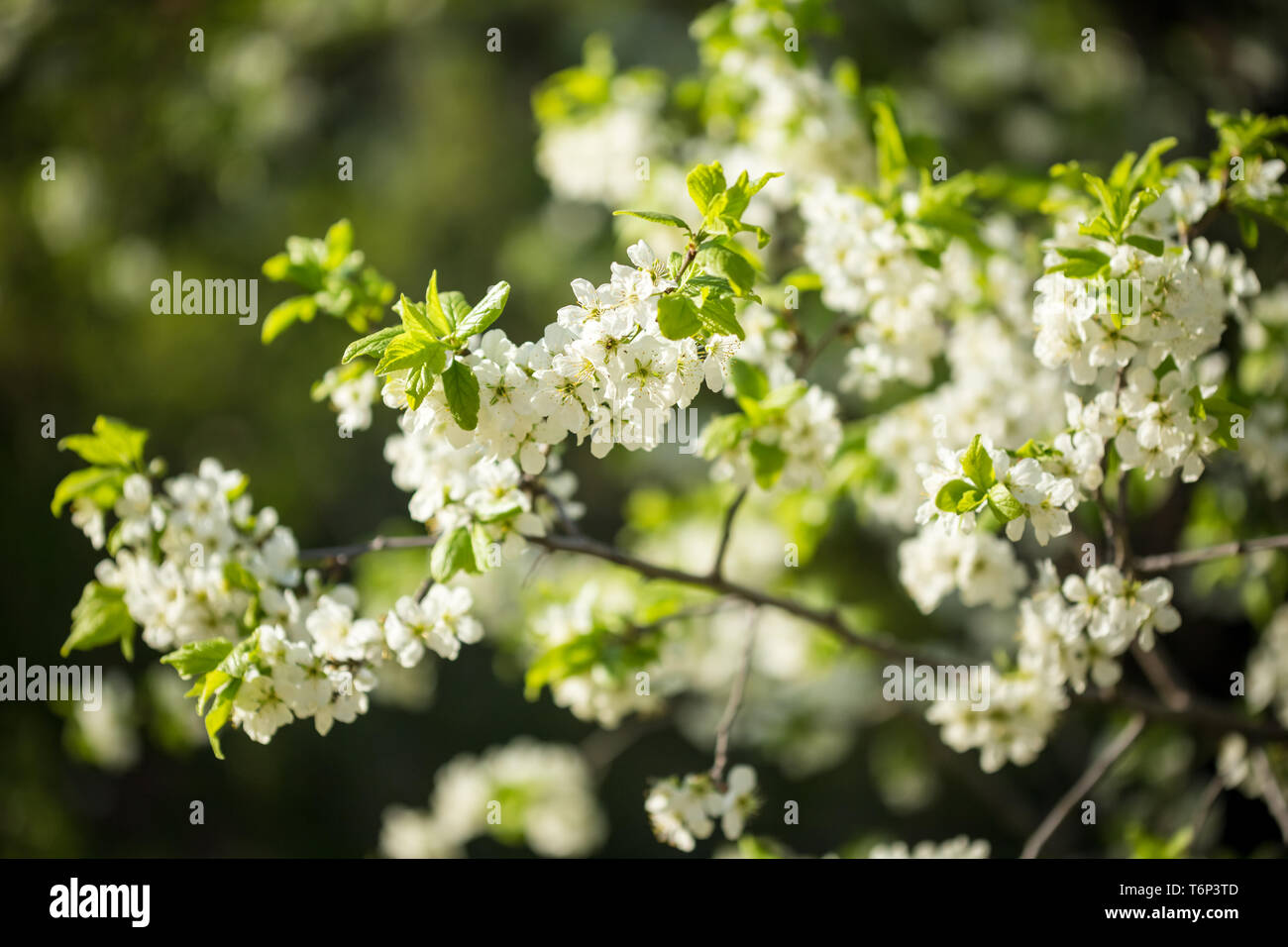 Spring flowers in white hi-res stock photography and images - Alamy
