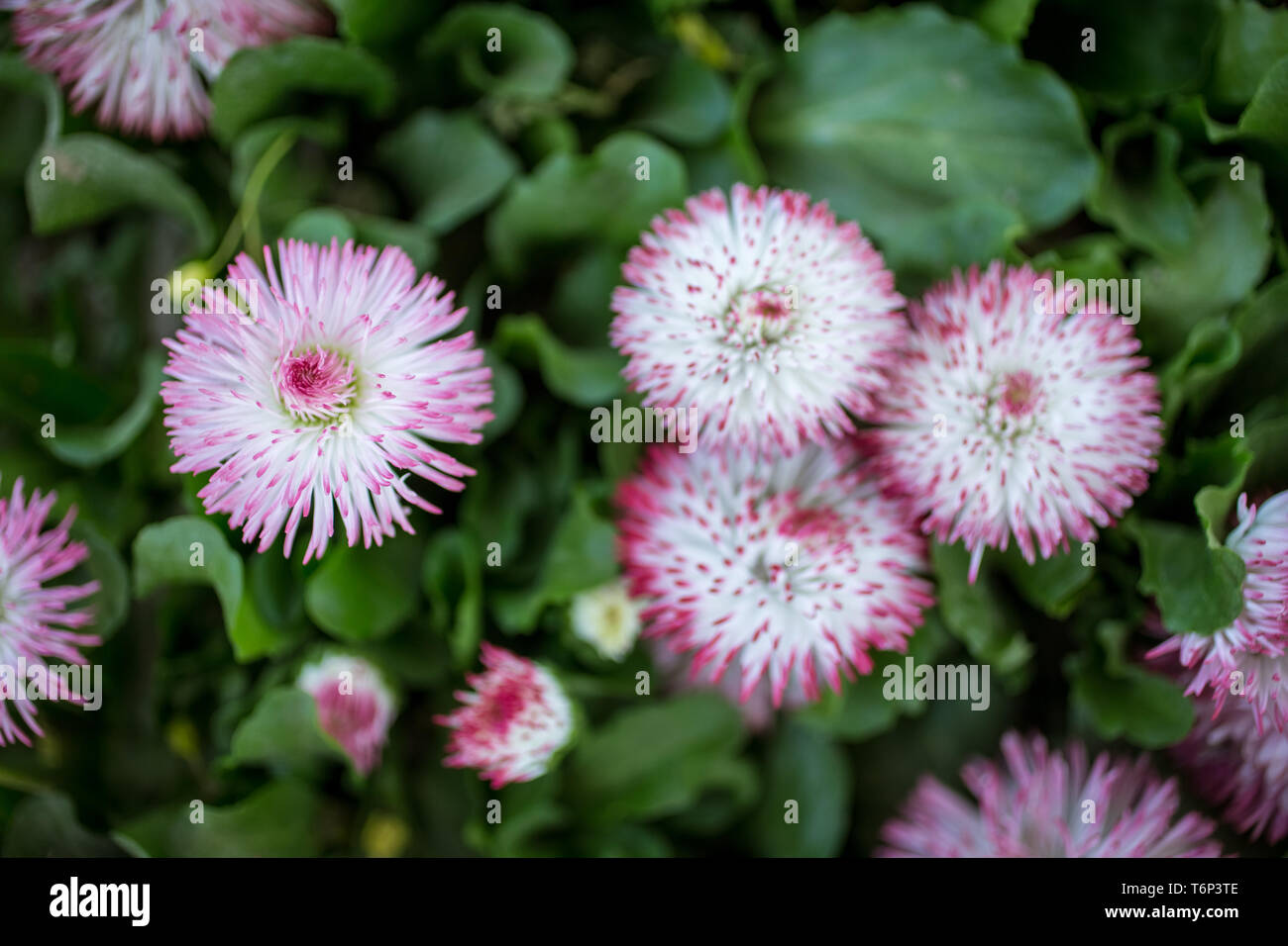 Growth marguerite hi-res stock photography and images - Alamy