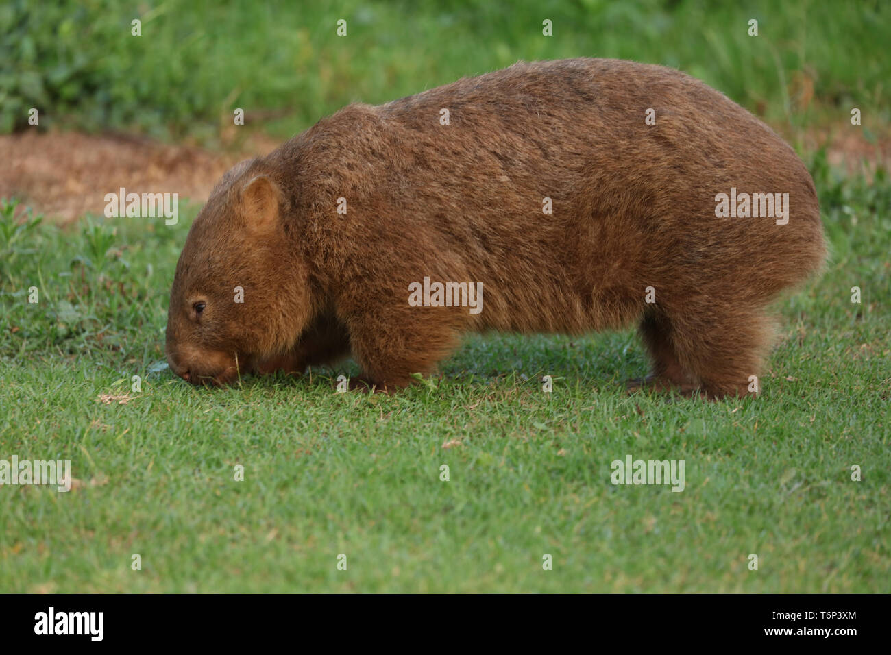 Wombat in Australia Stock Photo - Alamy