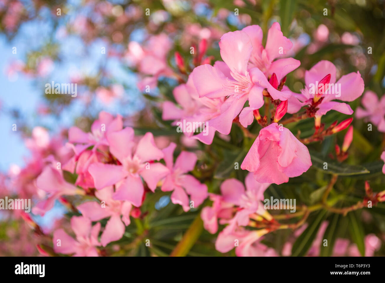 Oleander rose bay flower Stock Photo - Alamy