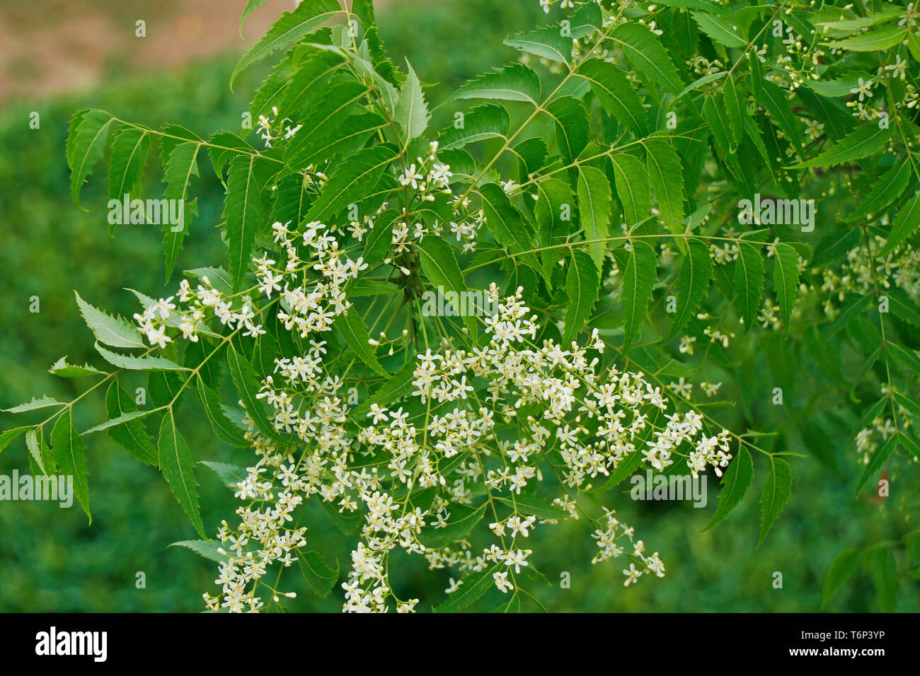 Azadirachta indica, commonly known as neem, nimtree or Indian lilac ...