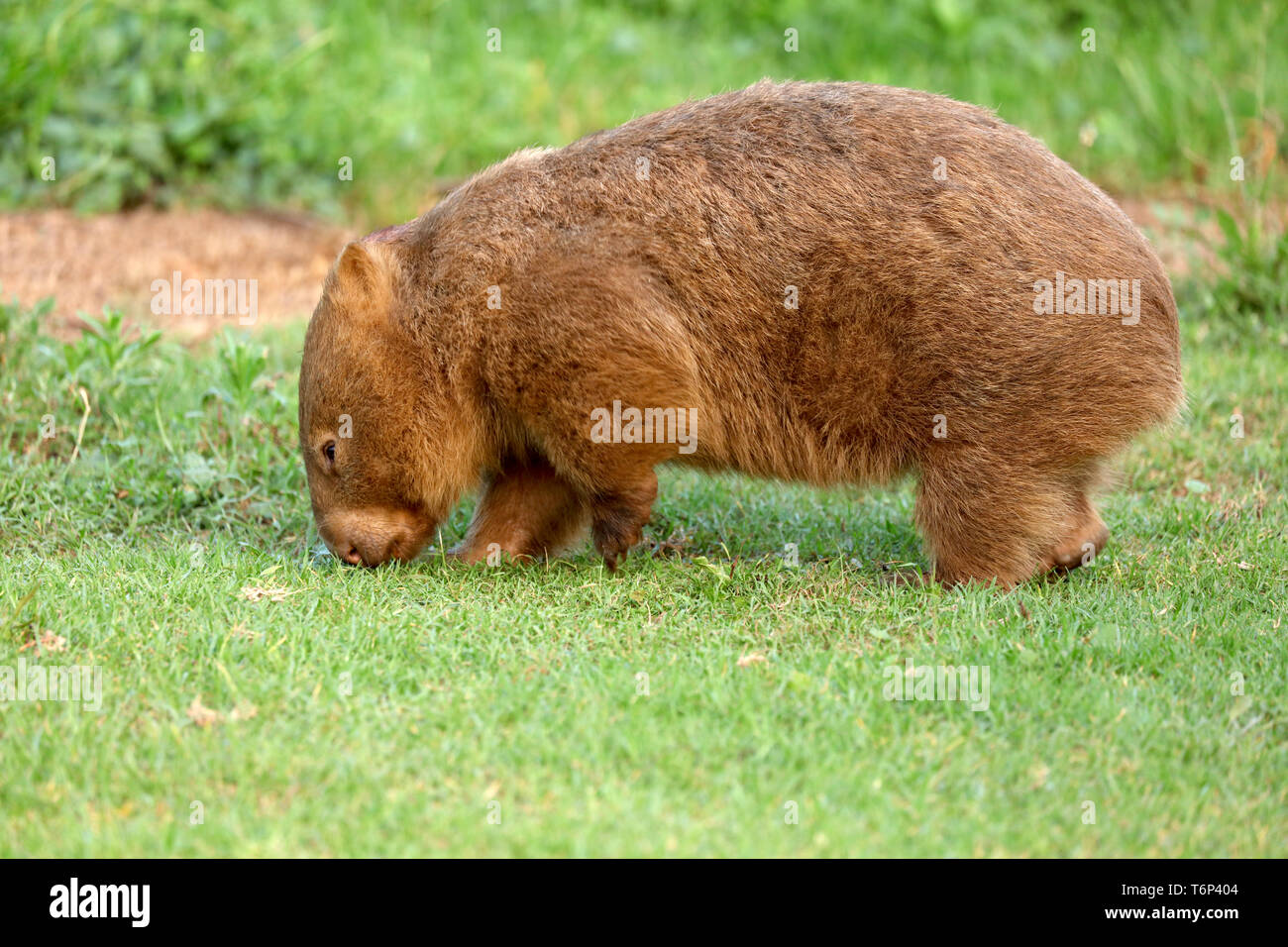 Wombat in Australia Stock Photo - Alamy