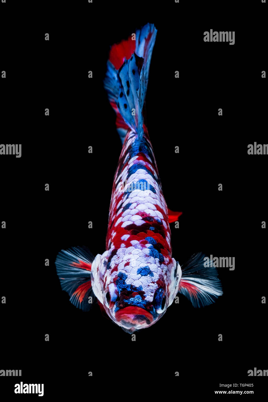Betta fish Fight in the aquarium black blackground Stock Photo - Alamy