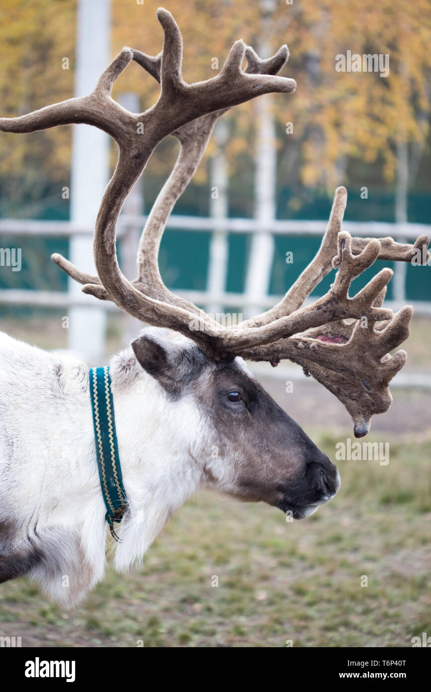 Wild reindeer farm lapland hi-res stock photography and images - Alamy
