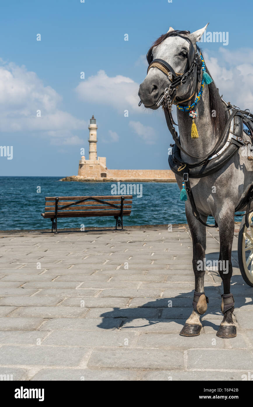 Lighthouse horse hi-res stock photography and images - Alamy