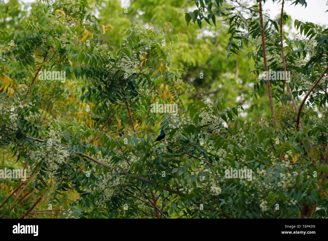 Azadirachta indica, commonly known as neem, nimtree or Indian lilac ...