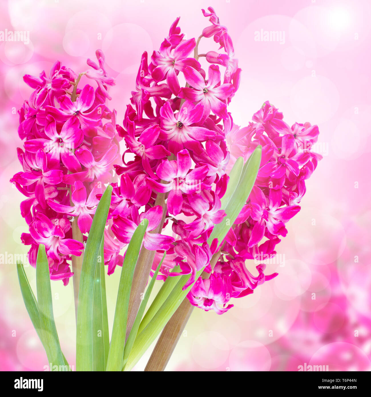 Closeup vibrant blue hyacinth hi-res stock photography and images - Alamy