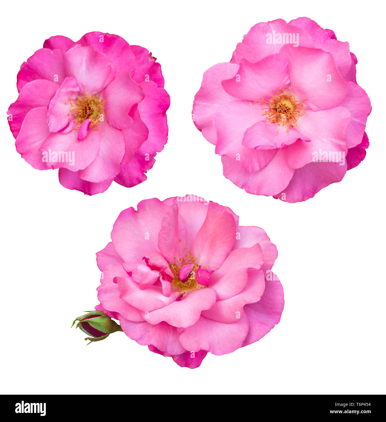 Pink garden roses on Cut Out Stock Images & Pictures - Alamy