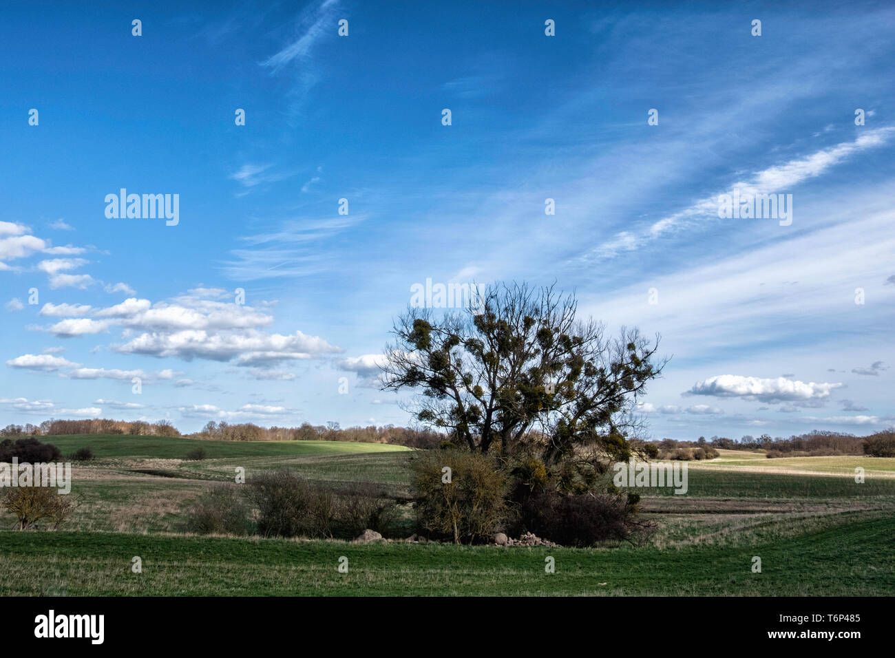 Grassy meadows & bare tree covered with parasitic mistletoe plants in ...