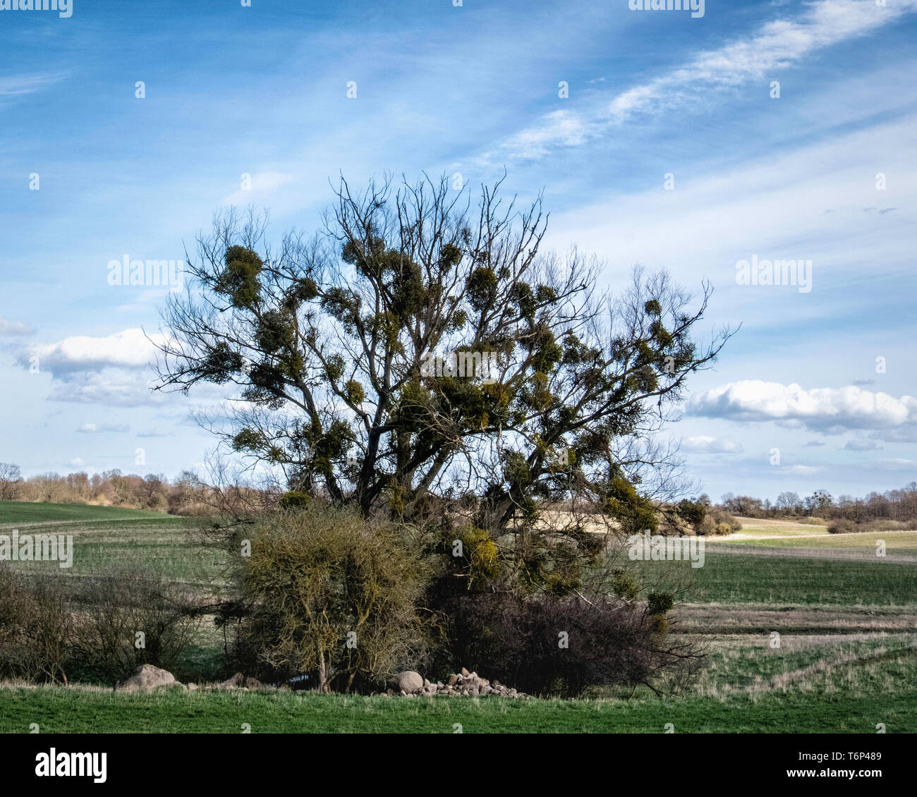 Grassy meadows & bare tree covered with parasitic mistletoe plants in ...