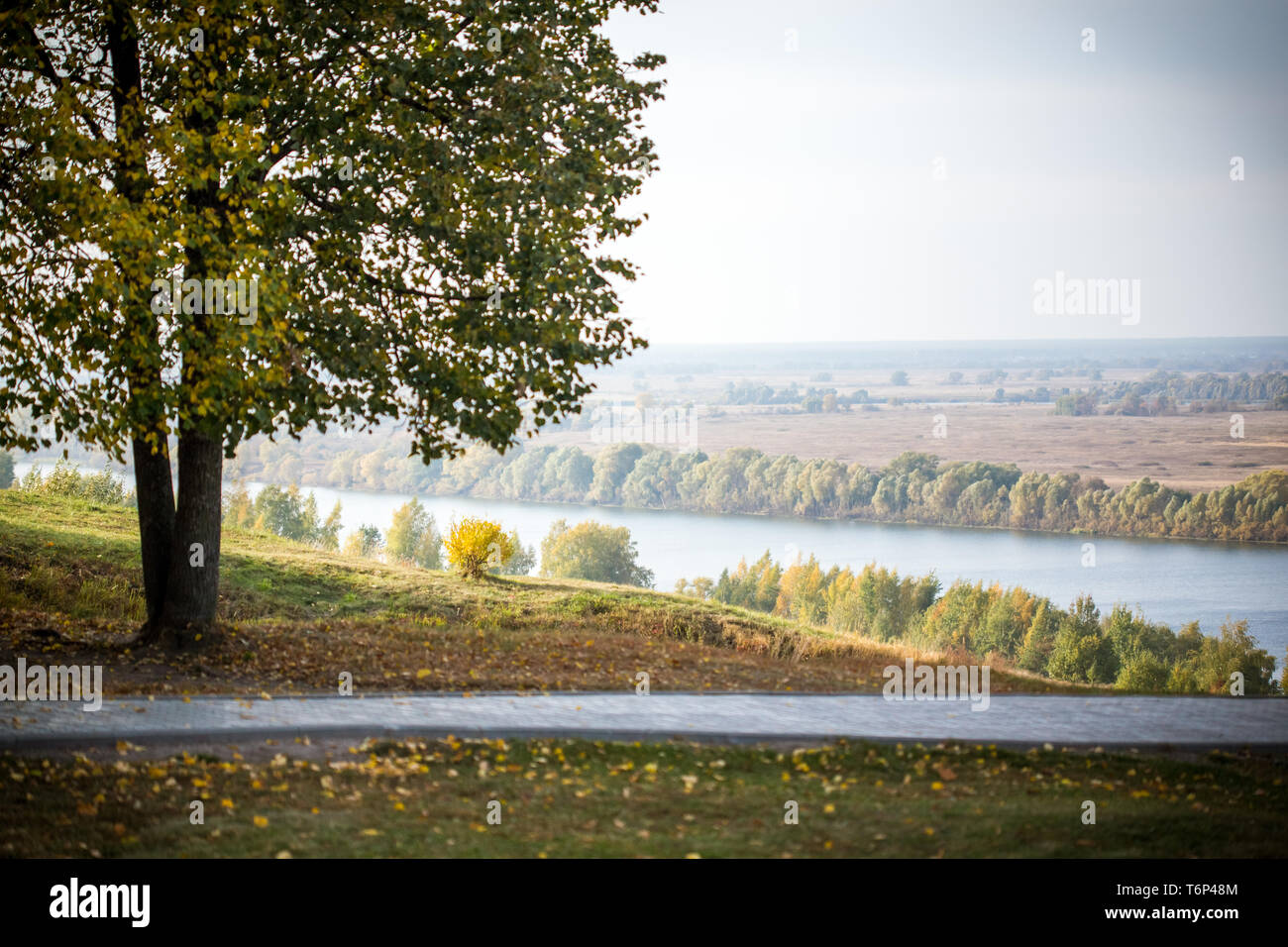 Oka trees hi-res stock photography and images - Alamy
