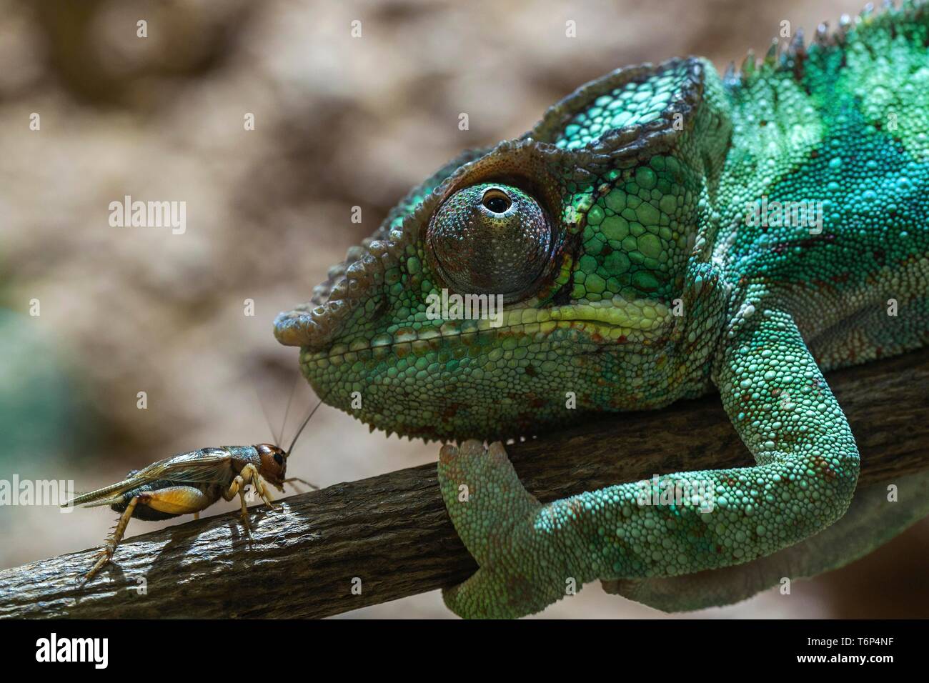Panther chameleon furcifer pardalis with mole cricket on branch hi-res ...