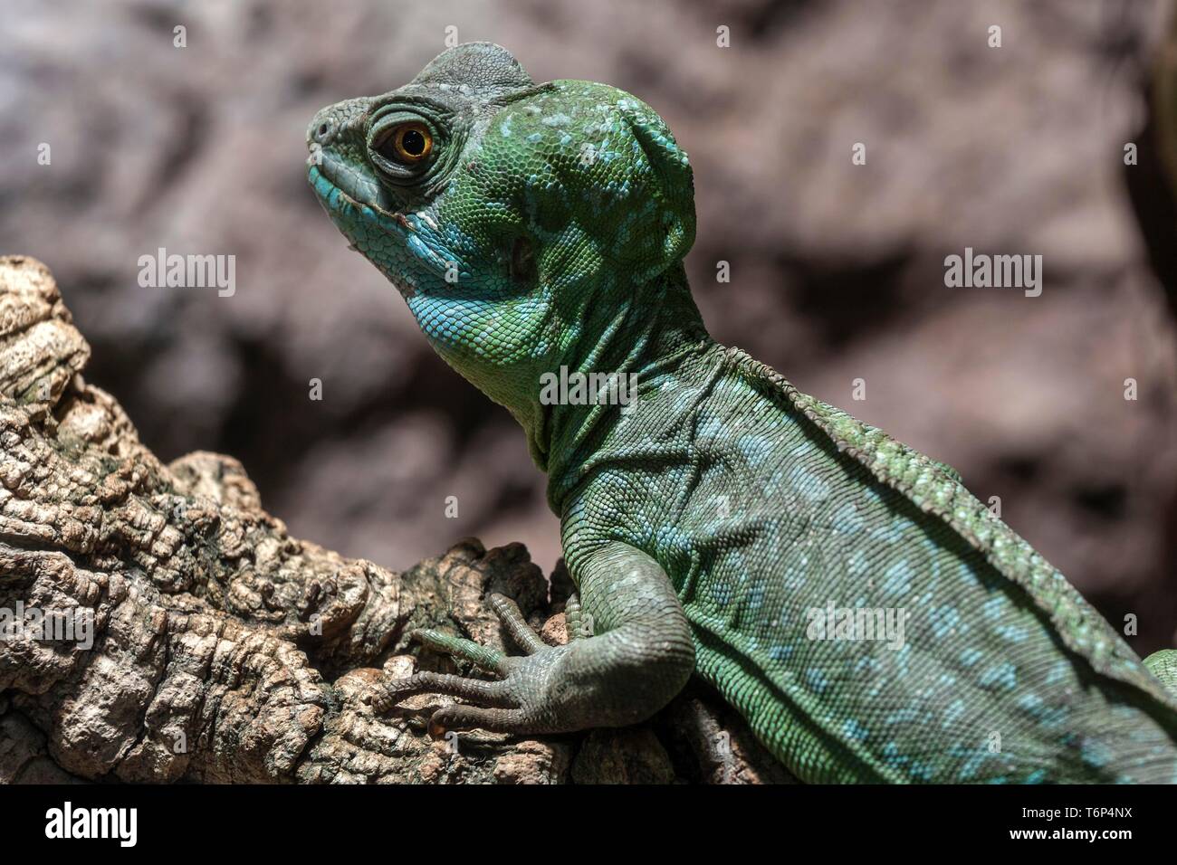 Plumed basilisk (Basiliscus plumifrons), captive, Germany Stock Photo ...