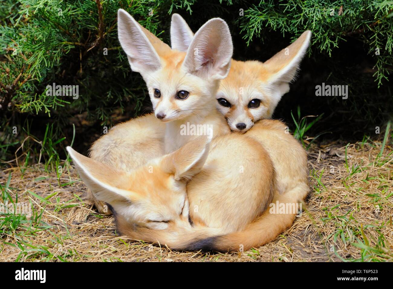 Fennec foxes (Vulpes zerda), three young animals, captive, occurrence ...