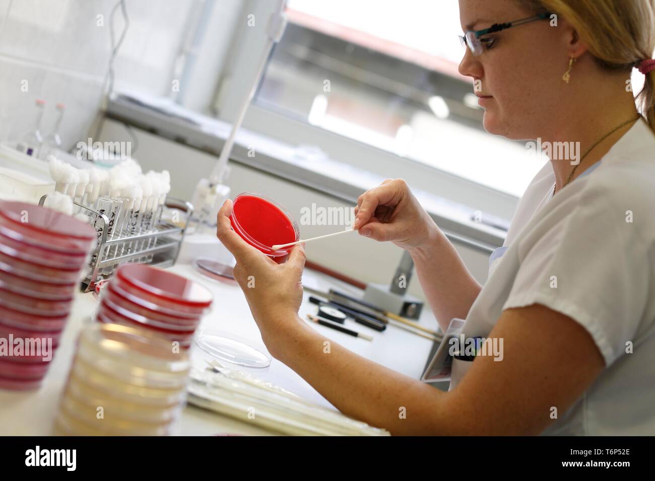 Nurse with Petri dish checks laboratory tests for antibiotic ...