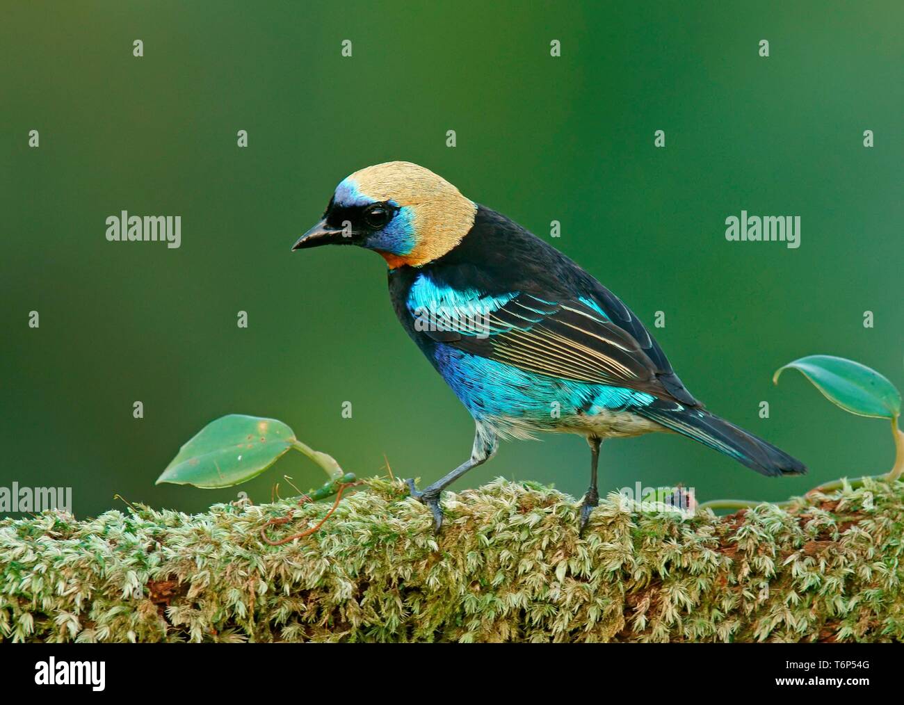 Golden-hooded Tanagers (Tangara larvata) sits on branch, Costa Rica ...