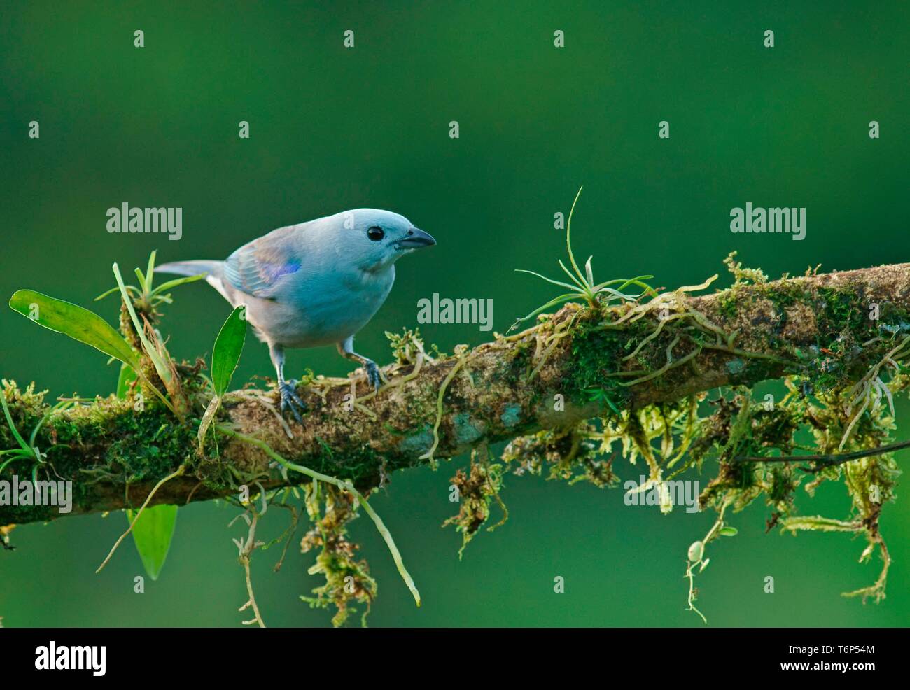 Blue-gray tanager (Thraupis episcopus) sits on branch, Costa Rica Stock ...