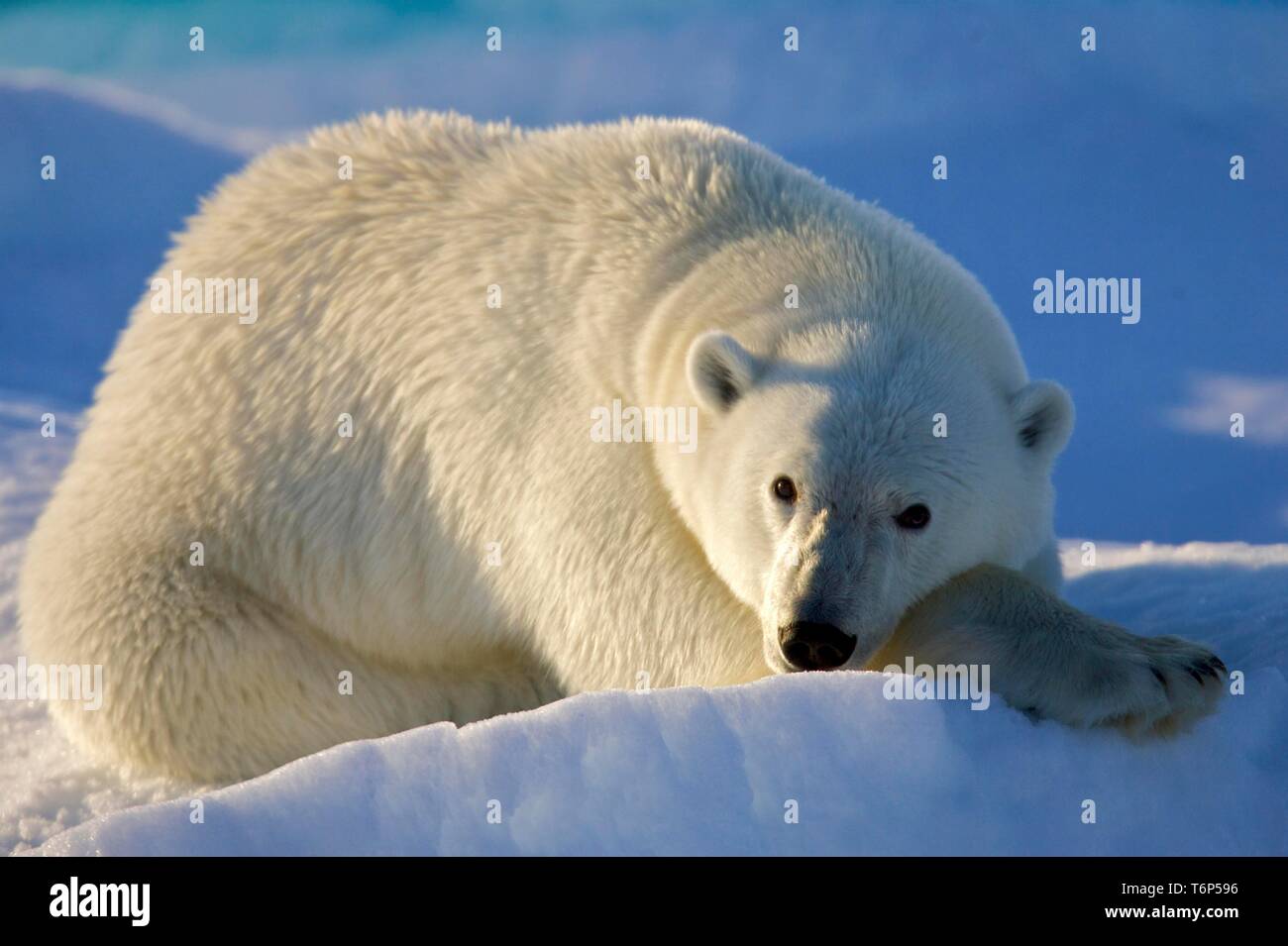 Polar Bear (Ursus maritimus), resting, Spitzbergen, Norway, Arctic Stock Photo - Alamy
